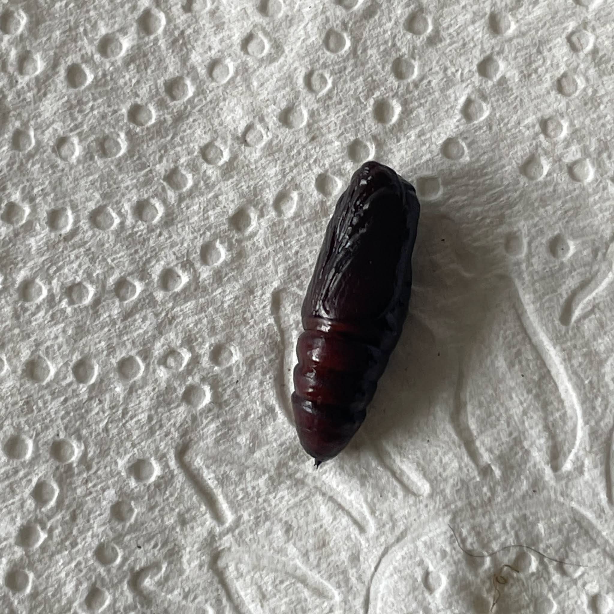 Post from Ribers.moppsi