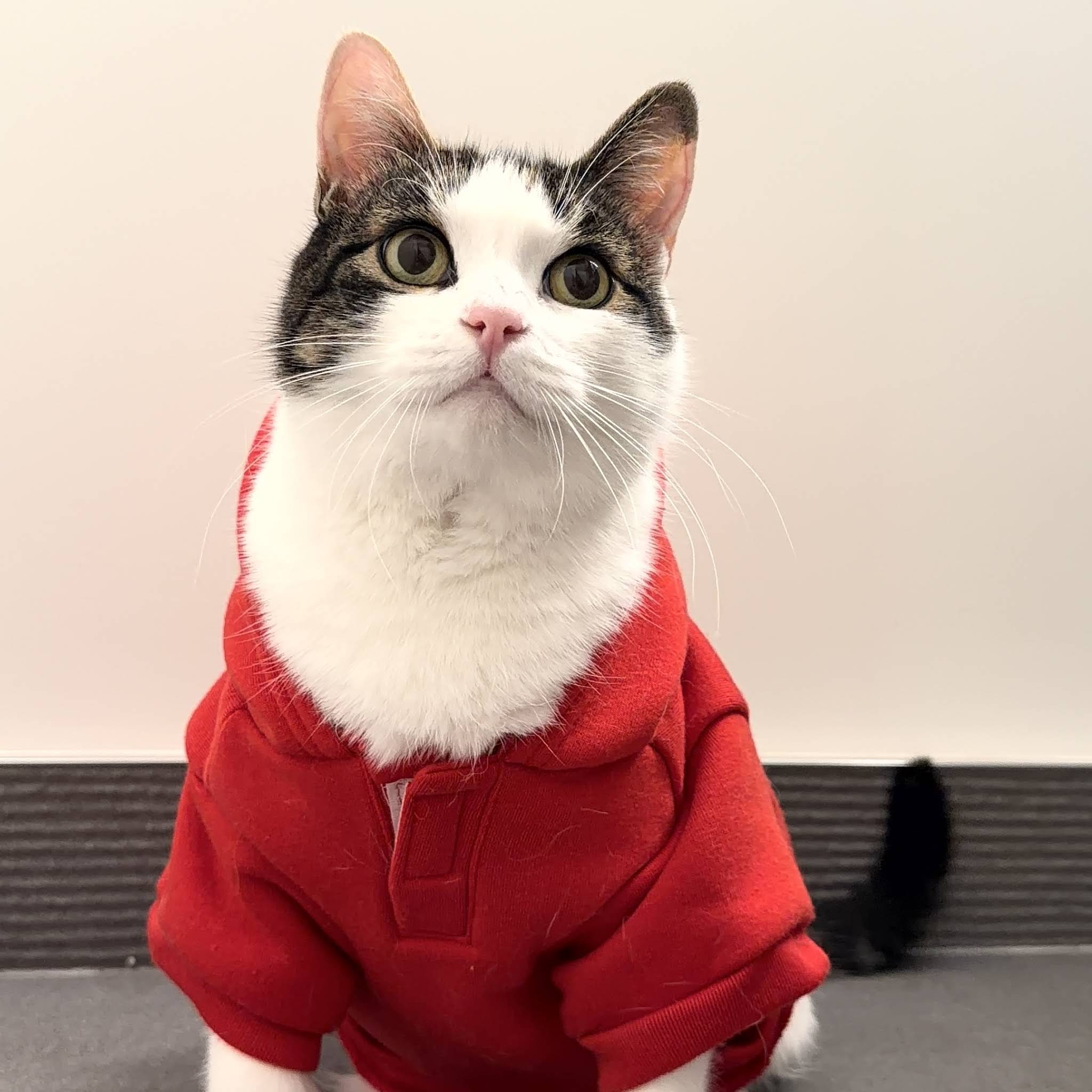 Post from Elie the hallway cat
