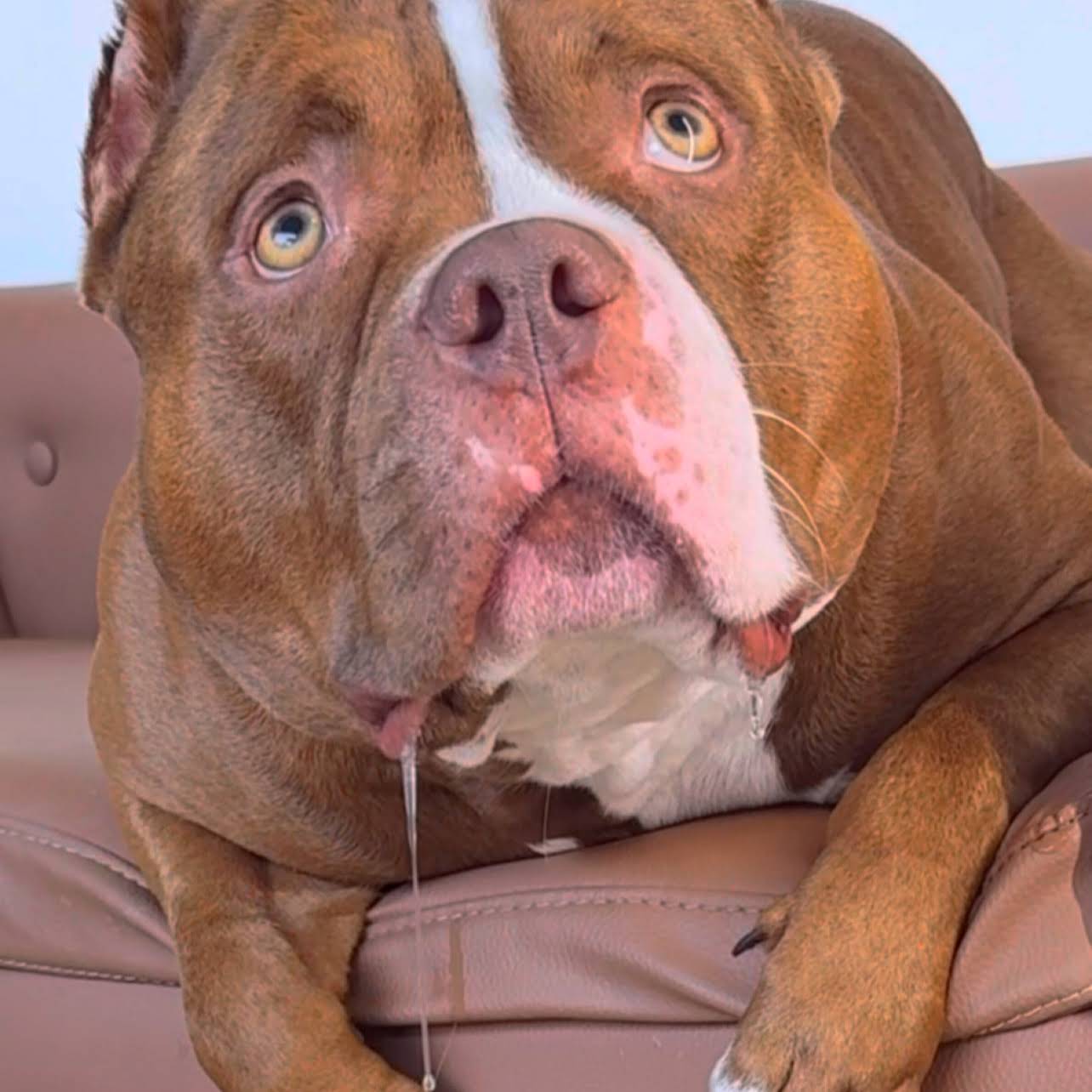 Post from Chocodogger