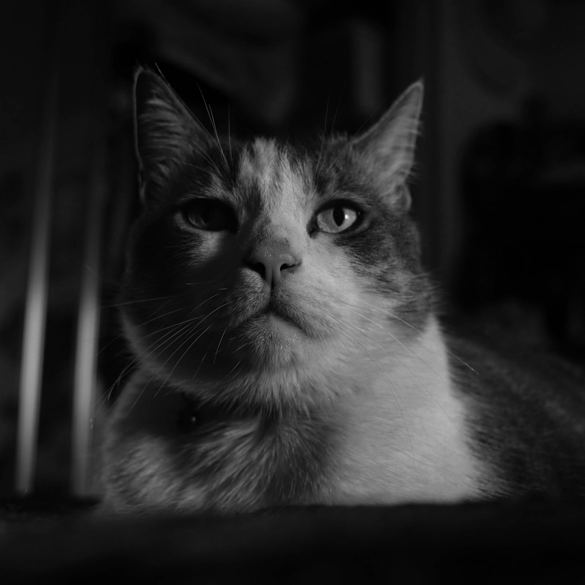 Post from Chester The Cat