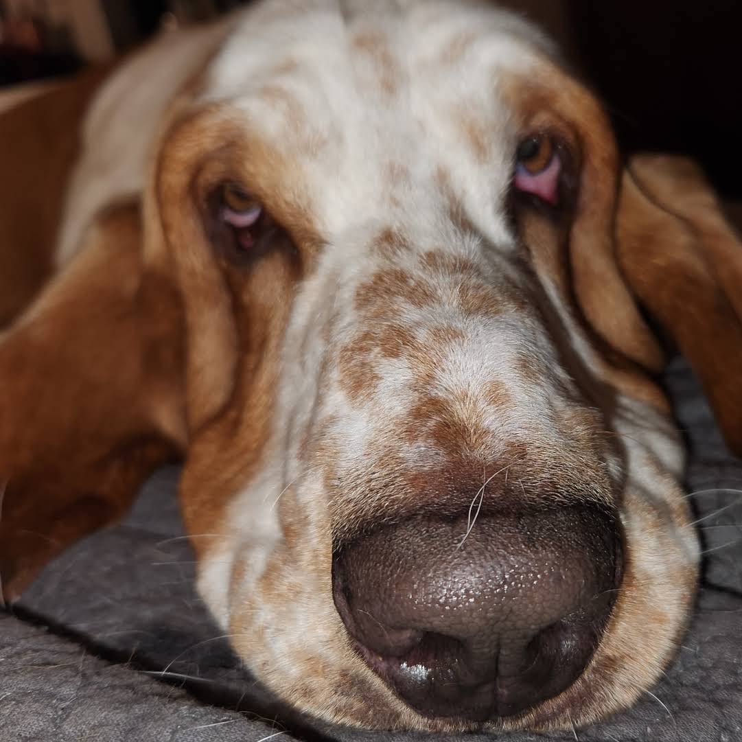 Post from Flat Basset