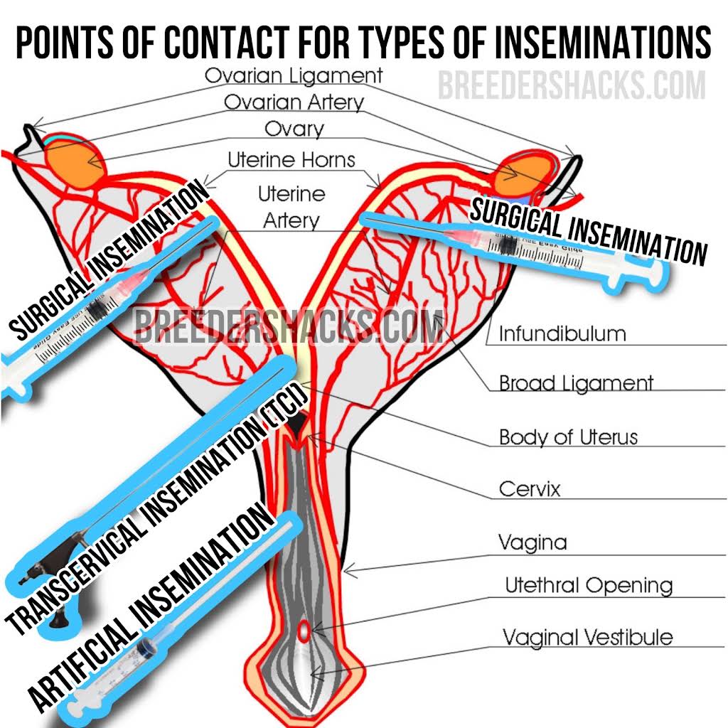Dog Uterus Anatomy Diagram