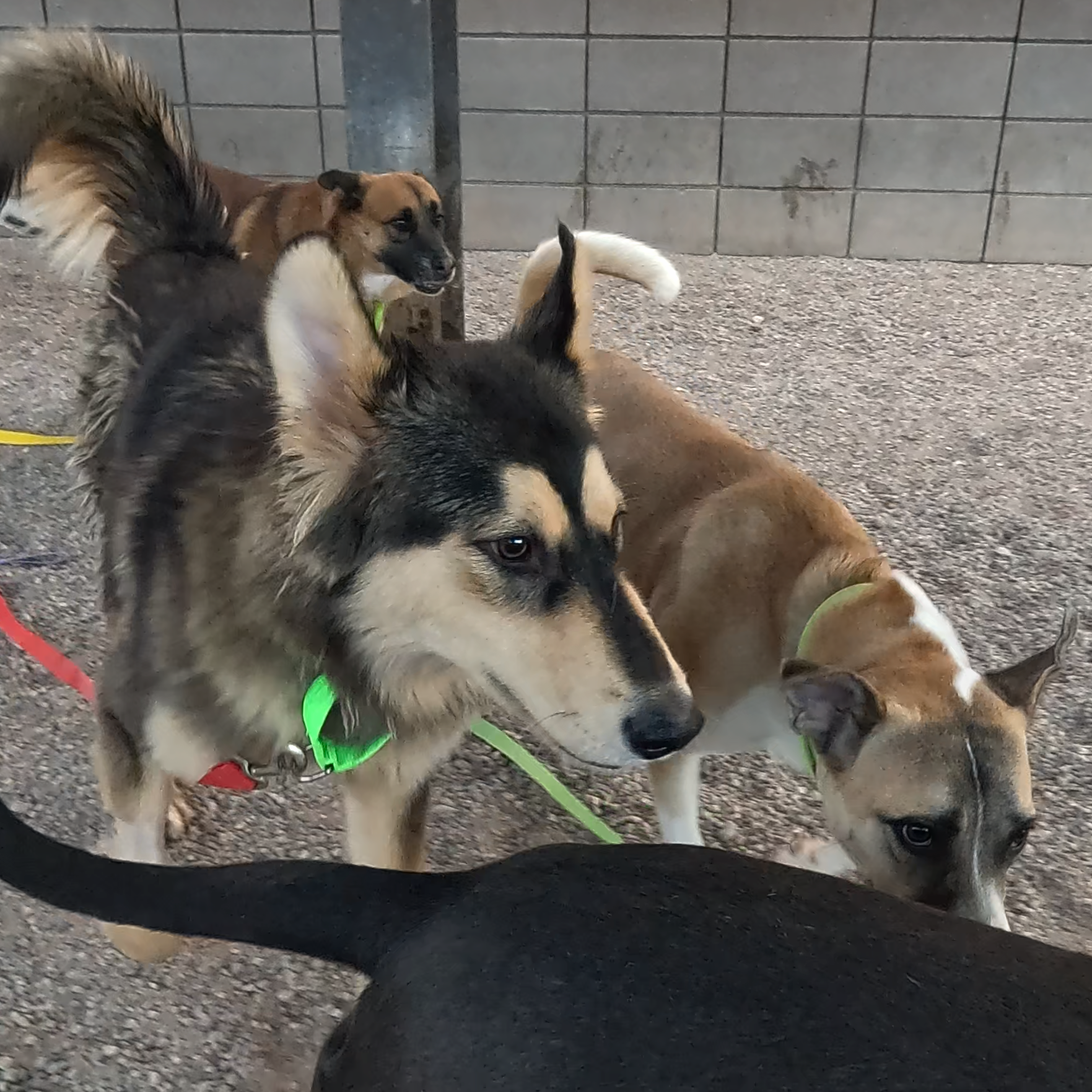 Post from Dog PlayGroup Stories