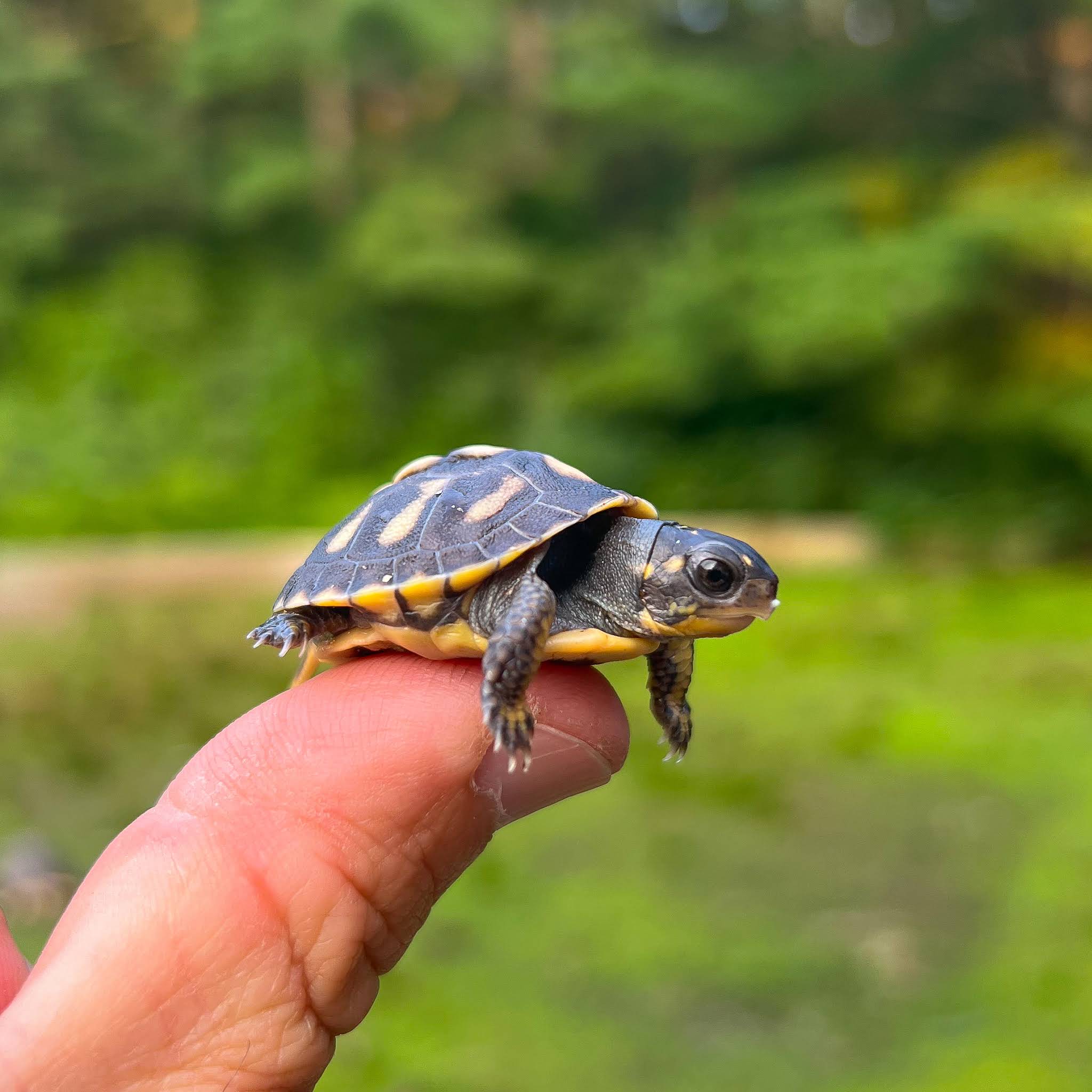 Post from Garden State Tortoise