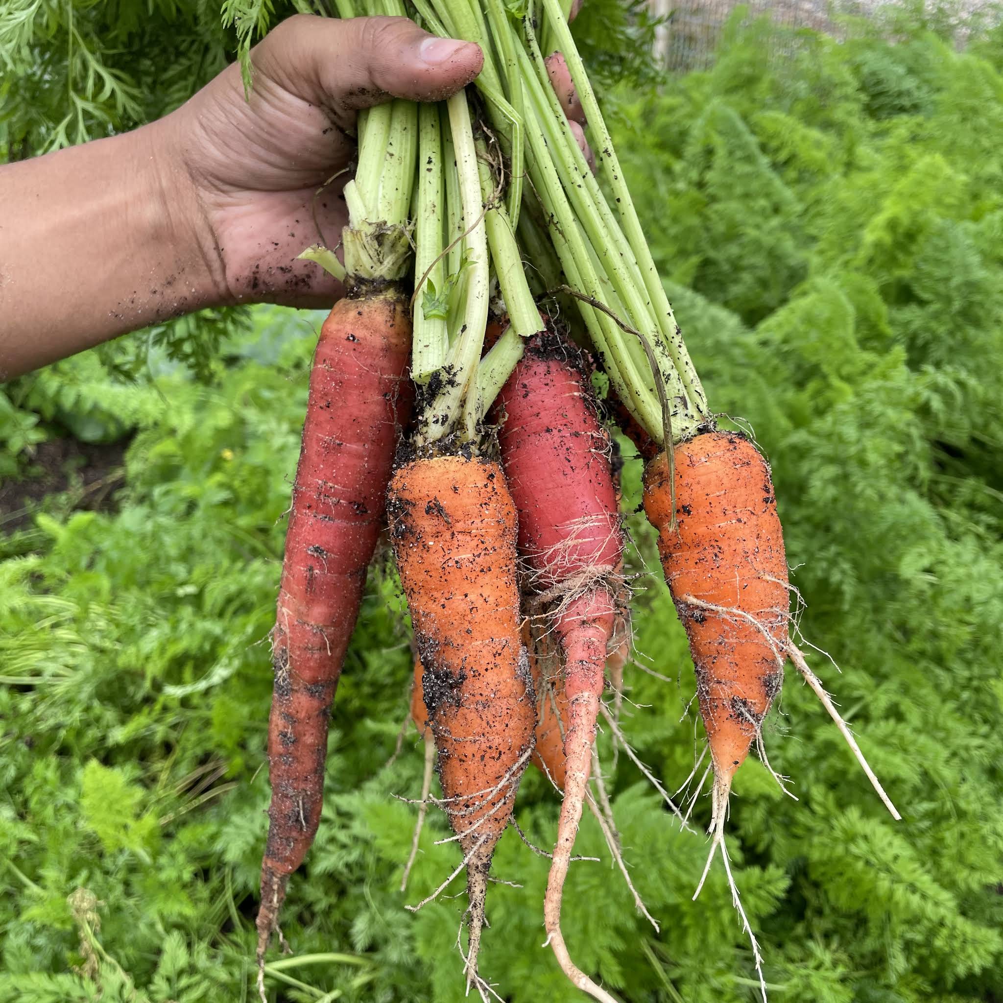 Post from Emmanuel Arce - The Ultimate Gardener