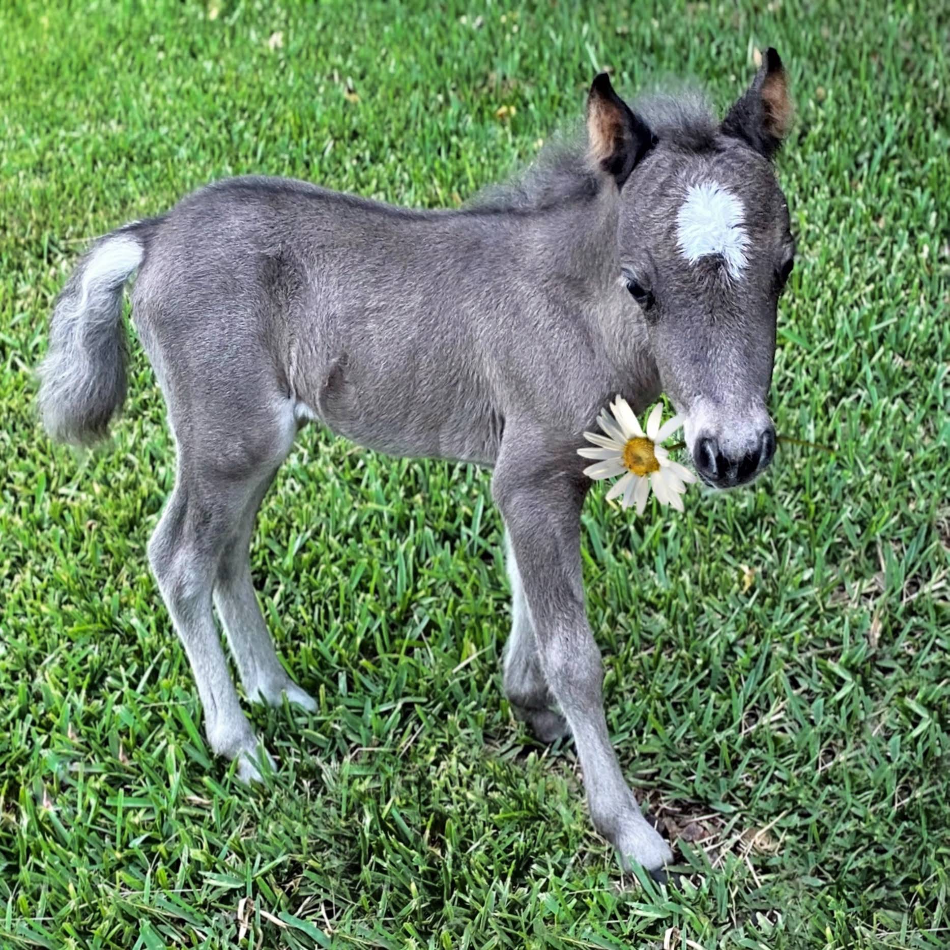 Post from Roany Pony Farm