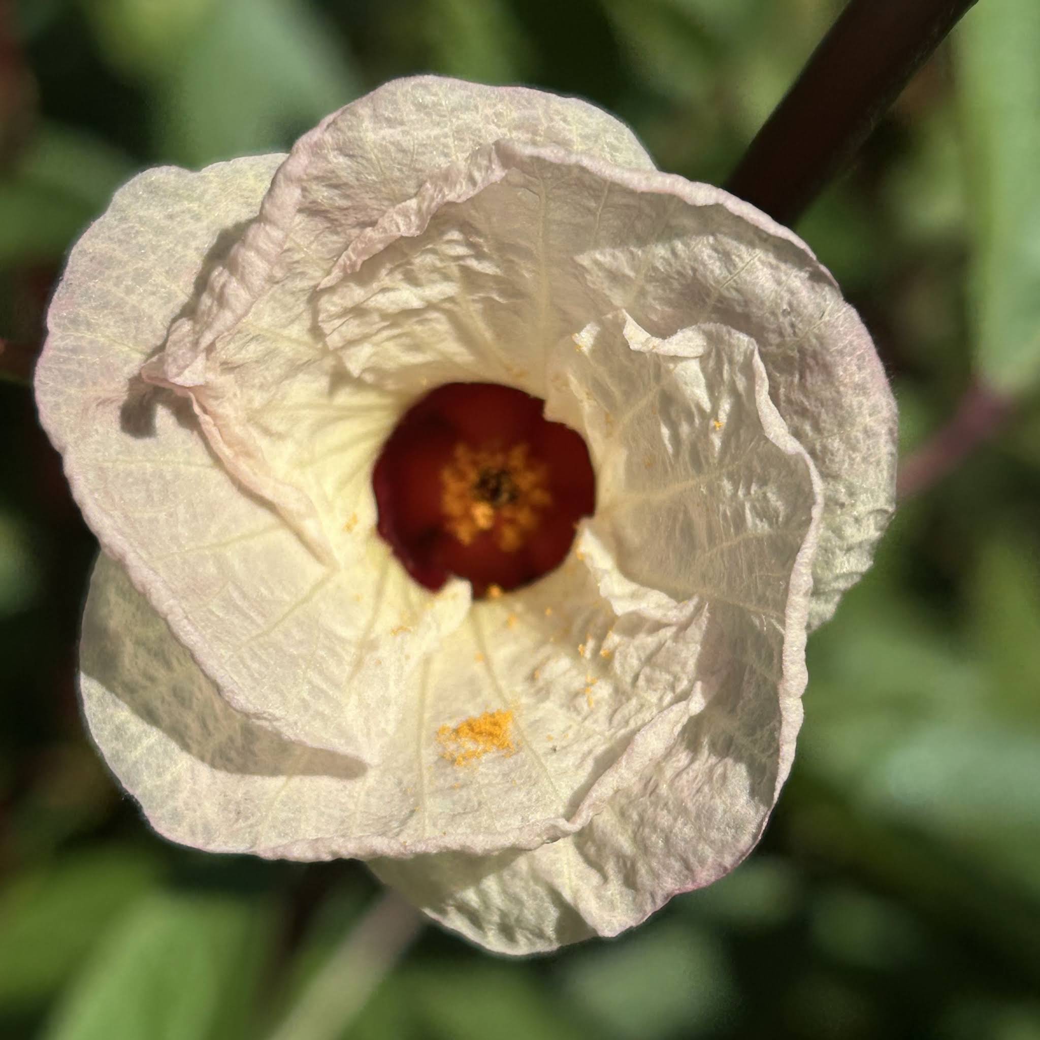 Post from Kaye Kittrell Late Bloomer