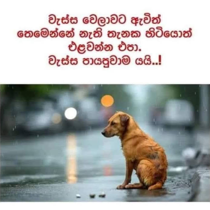 Post from SL Dog Talks