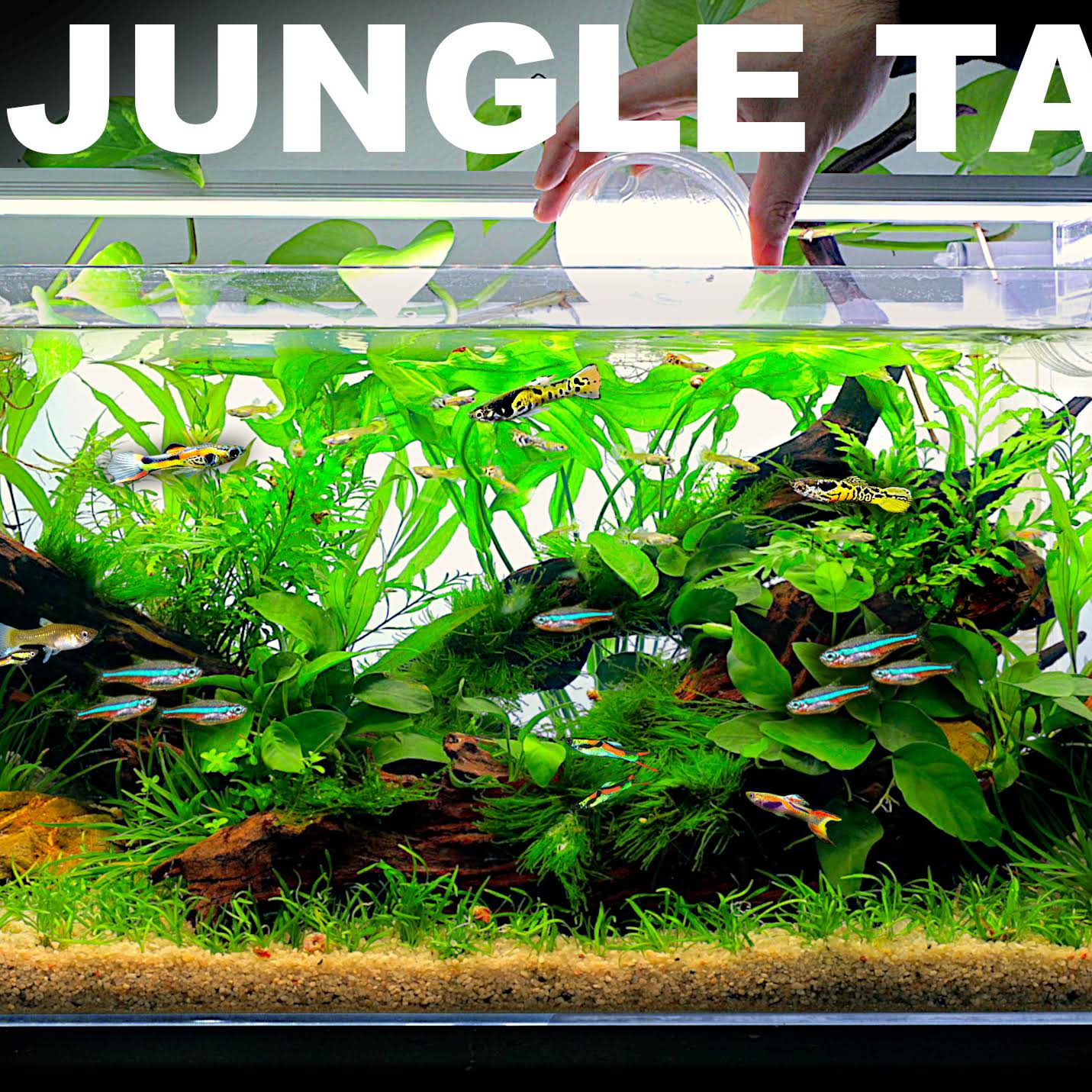 @mdfishtanks | MD Fish Tanks | fishfam.link