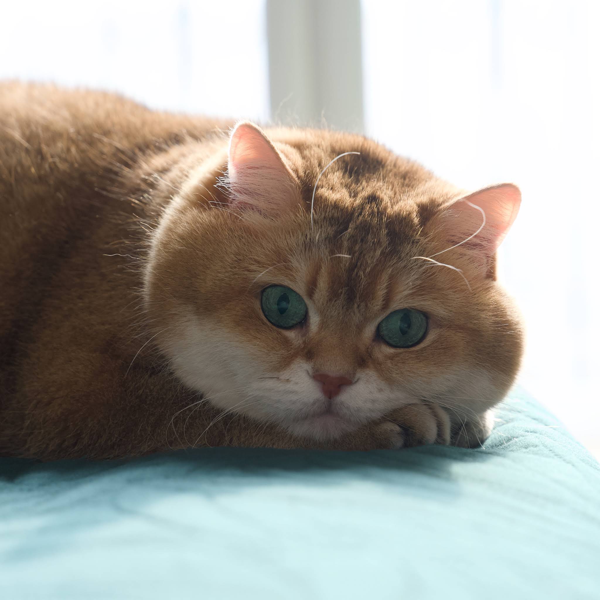 Post from Hosico Cat