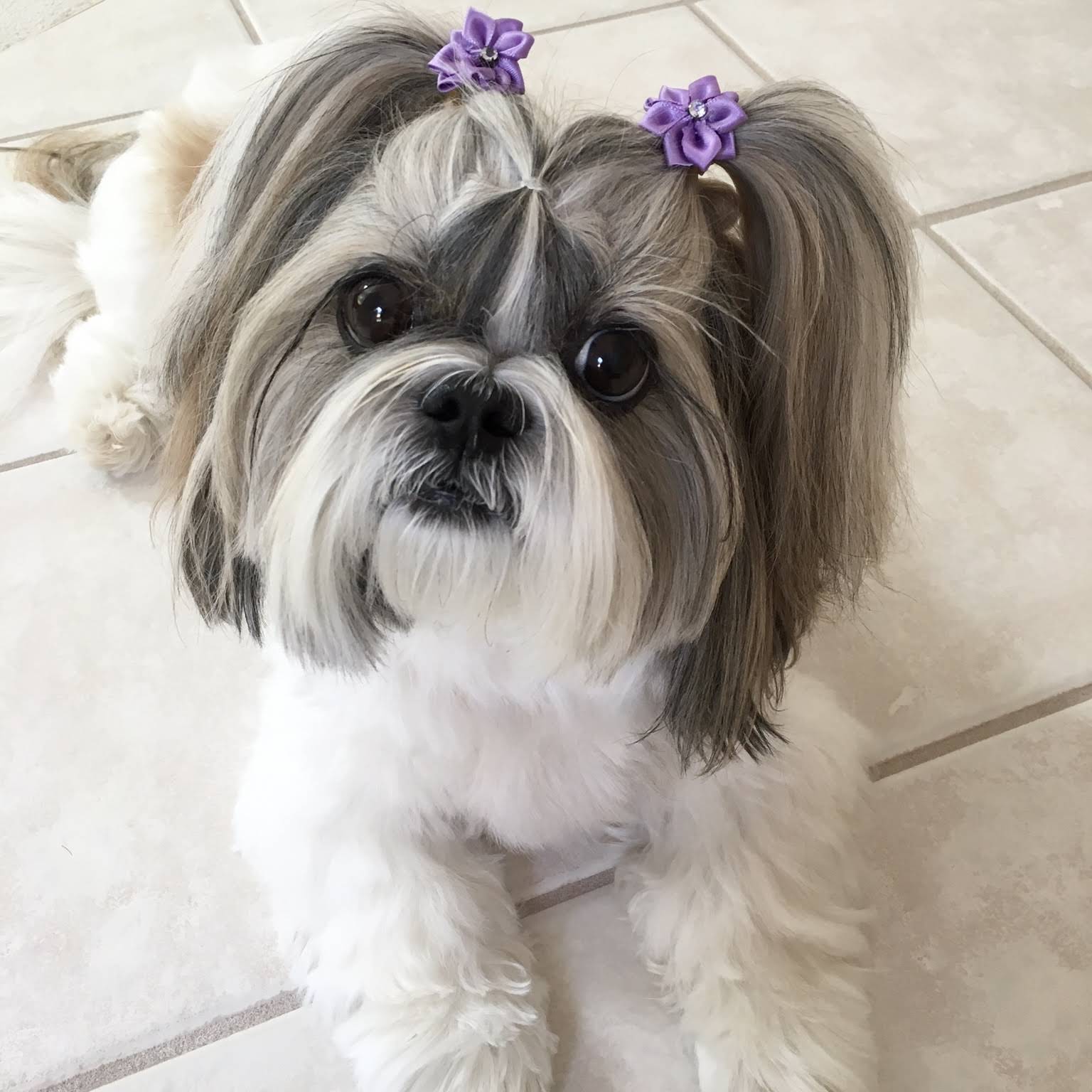 Post from Lacey Shih Tzu