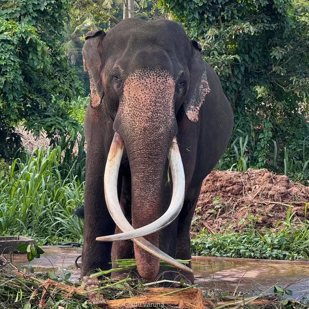 Post from Kandy Elephant Guide