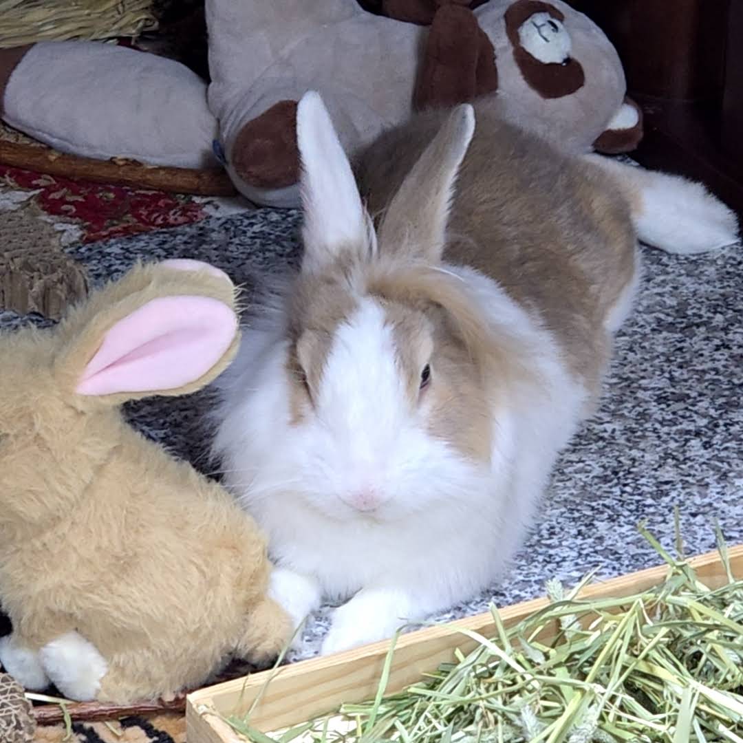 Post from Mofu, the Tokyo bunny!