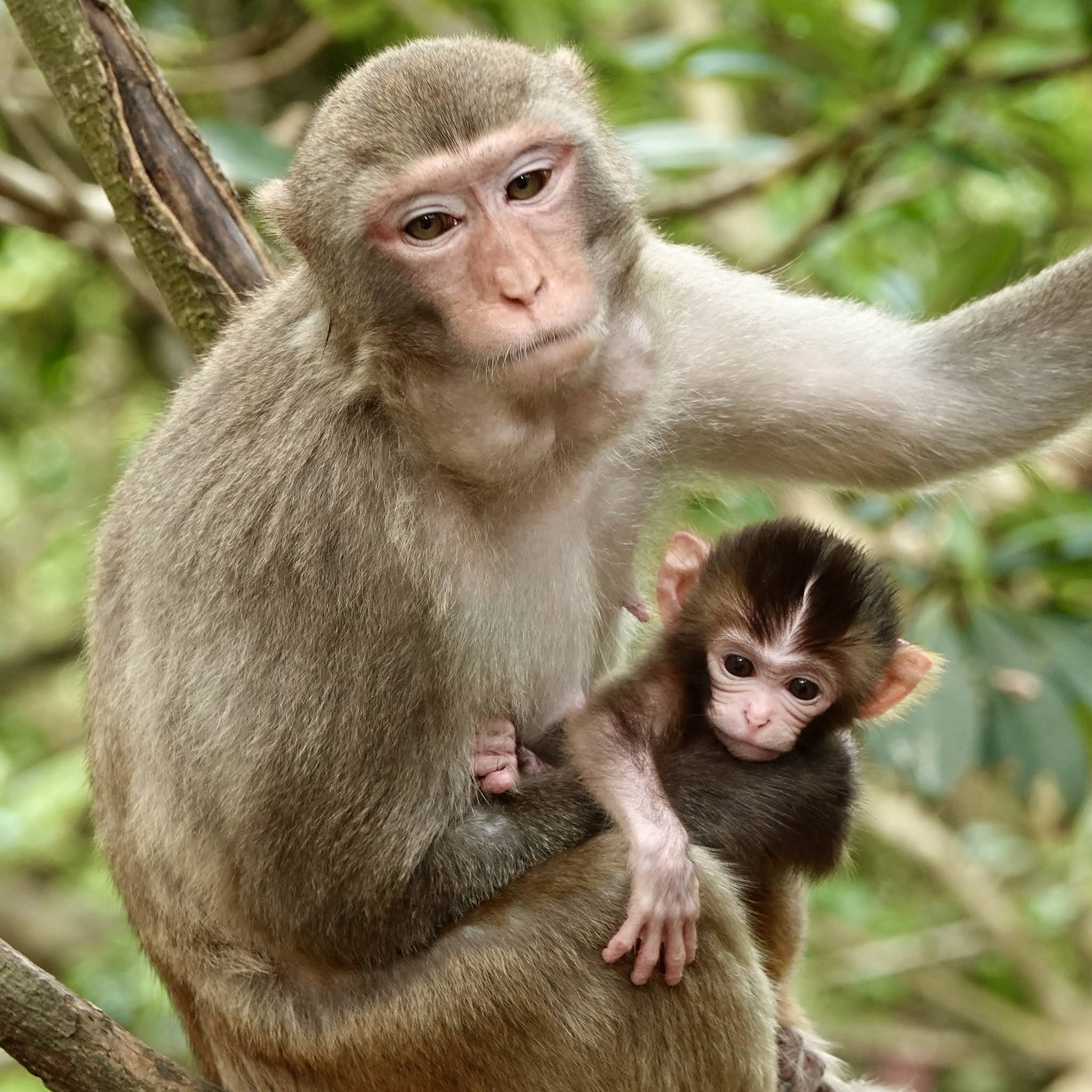 Post from Monkeys Inc.