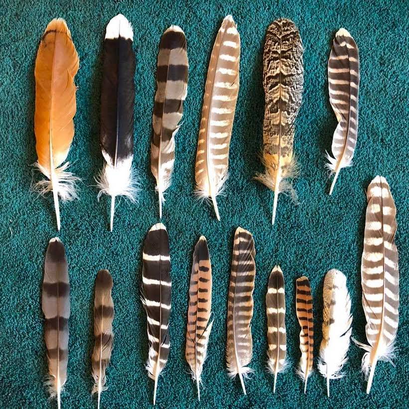 Post from Ben Woodruff Falconry