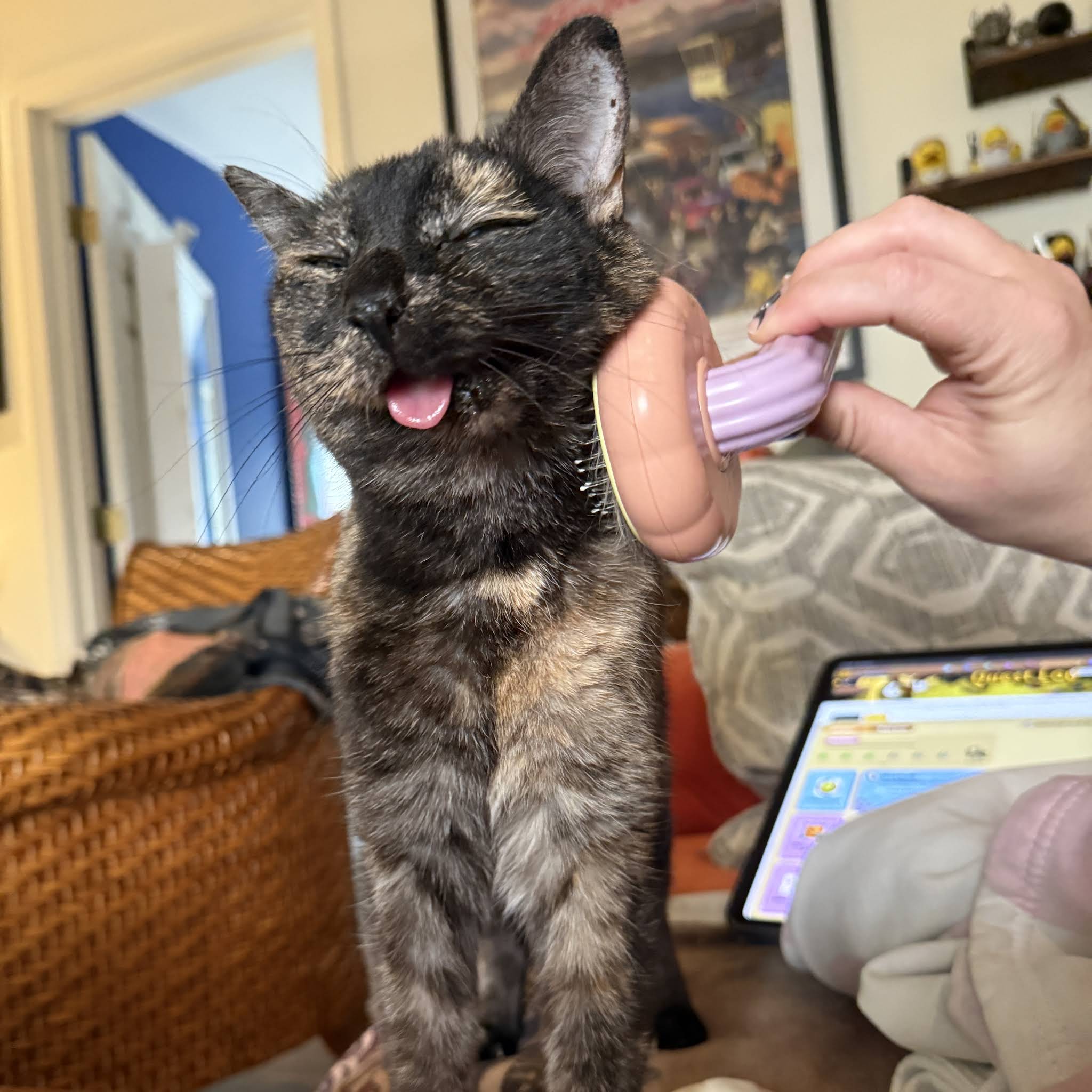 Post from Mauren | Cat Lady Tails