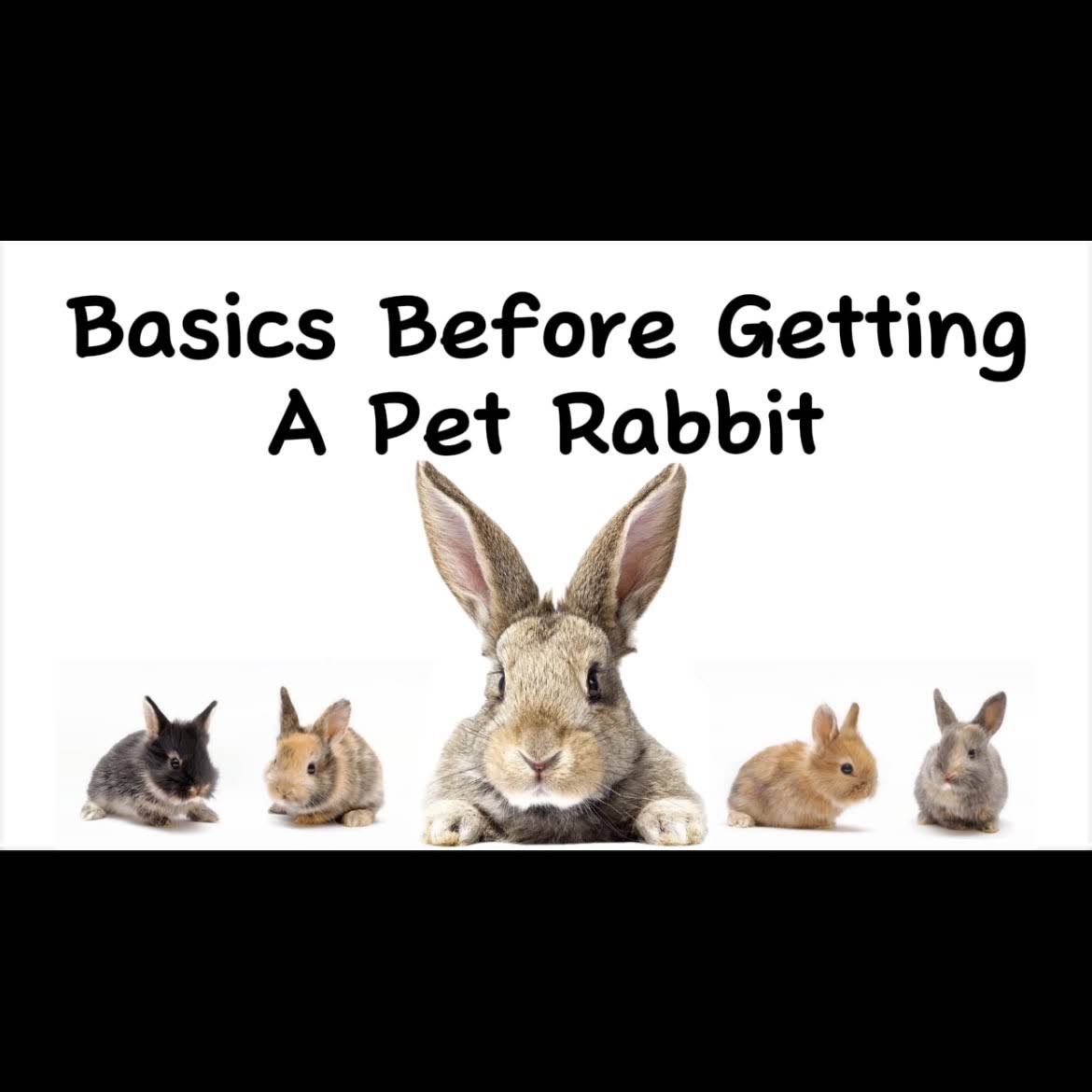 Post from Rylee’s Rabbits