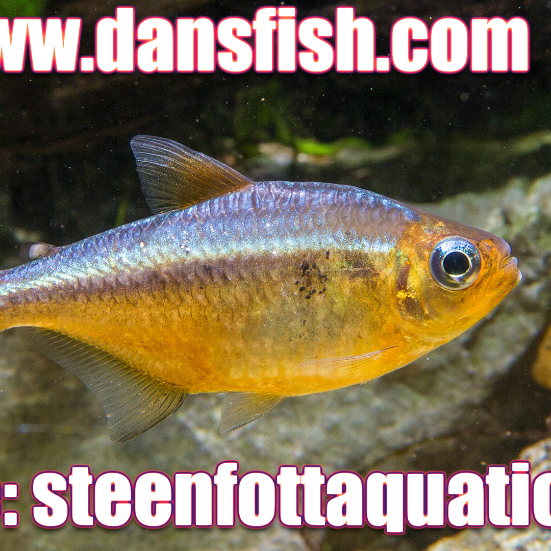 Aquarium Enthusiasts Community | Your Link to the FishFam | fishfam.link
