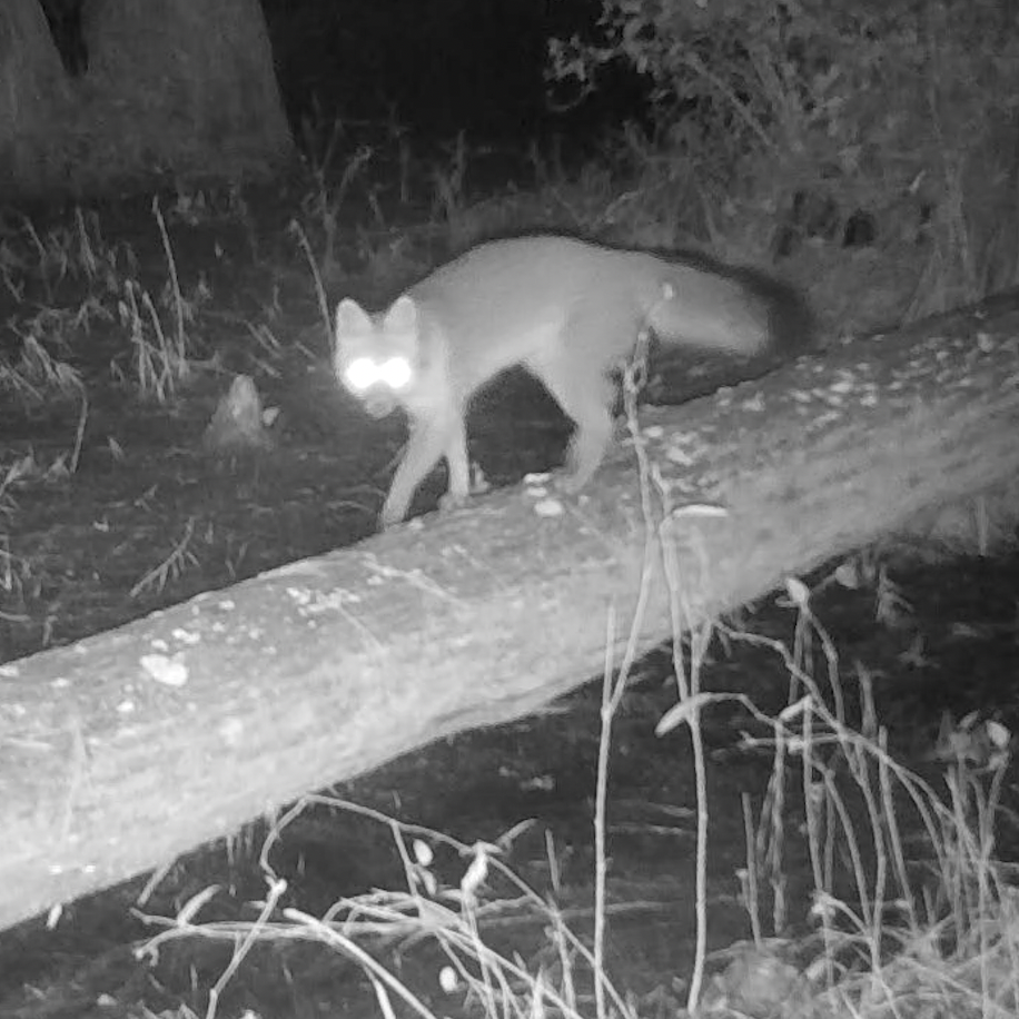 Post from Ocho Verde Wildlife Channel