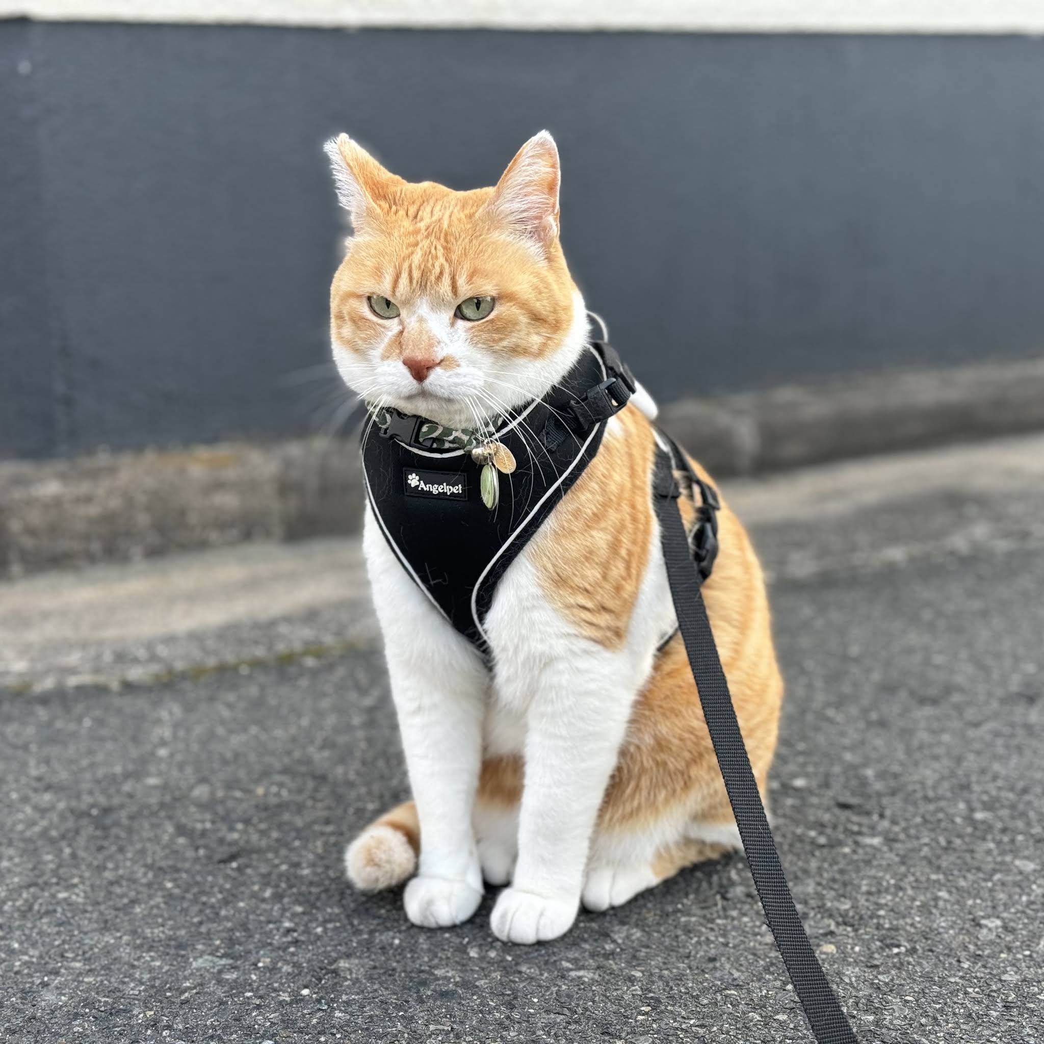 Post from How Chacha, a homeless cat ＆Rme