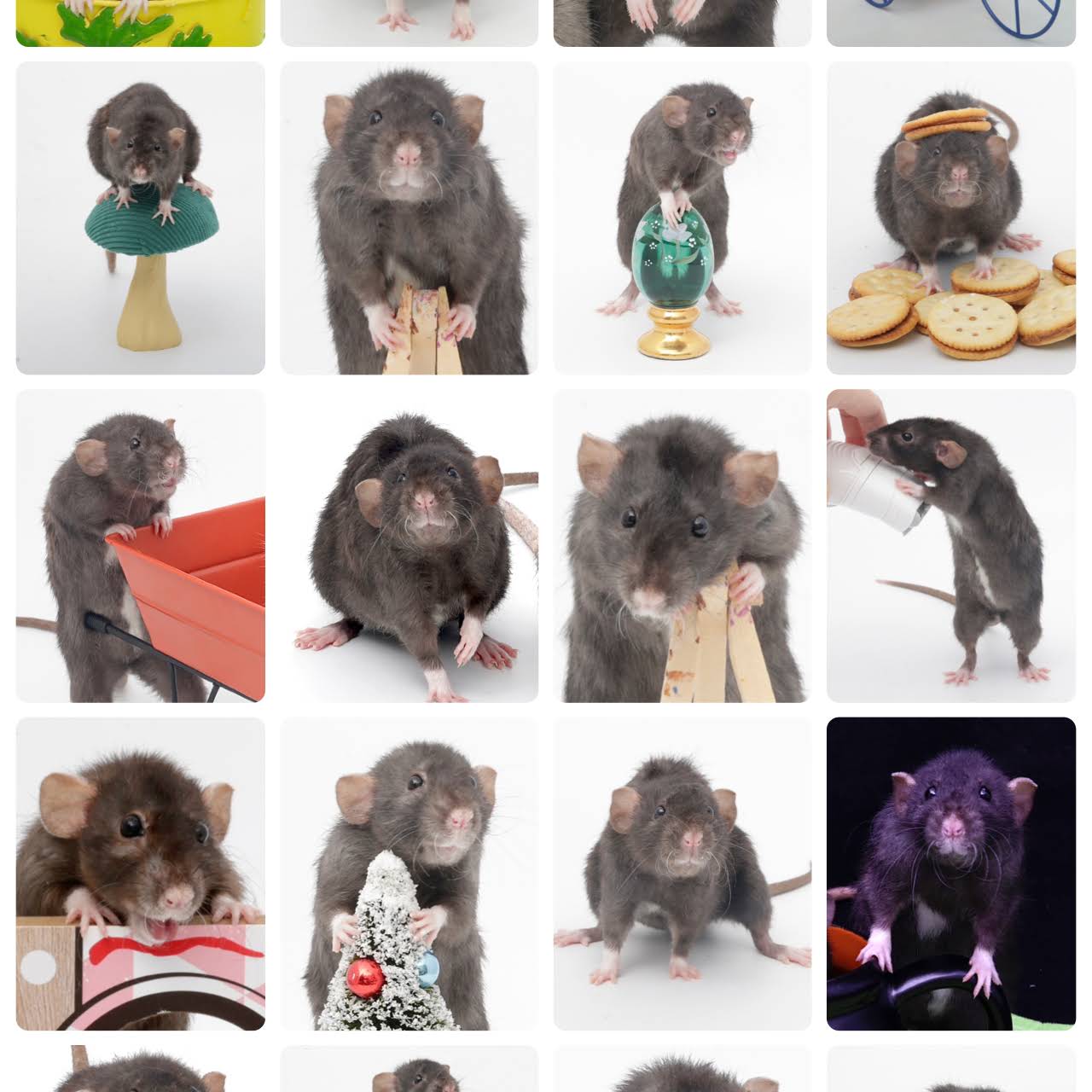 Post from Shadow The Rat