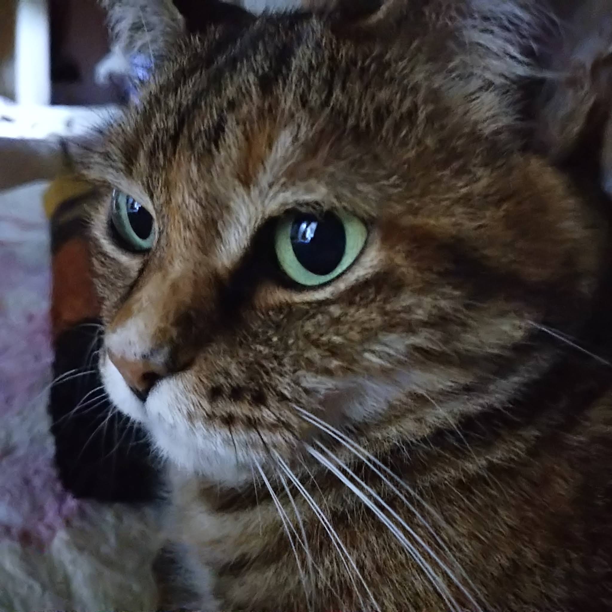 Post from cinnamon mon