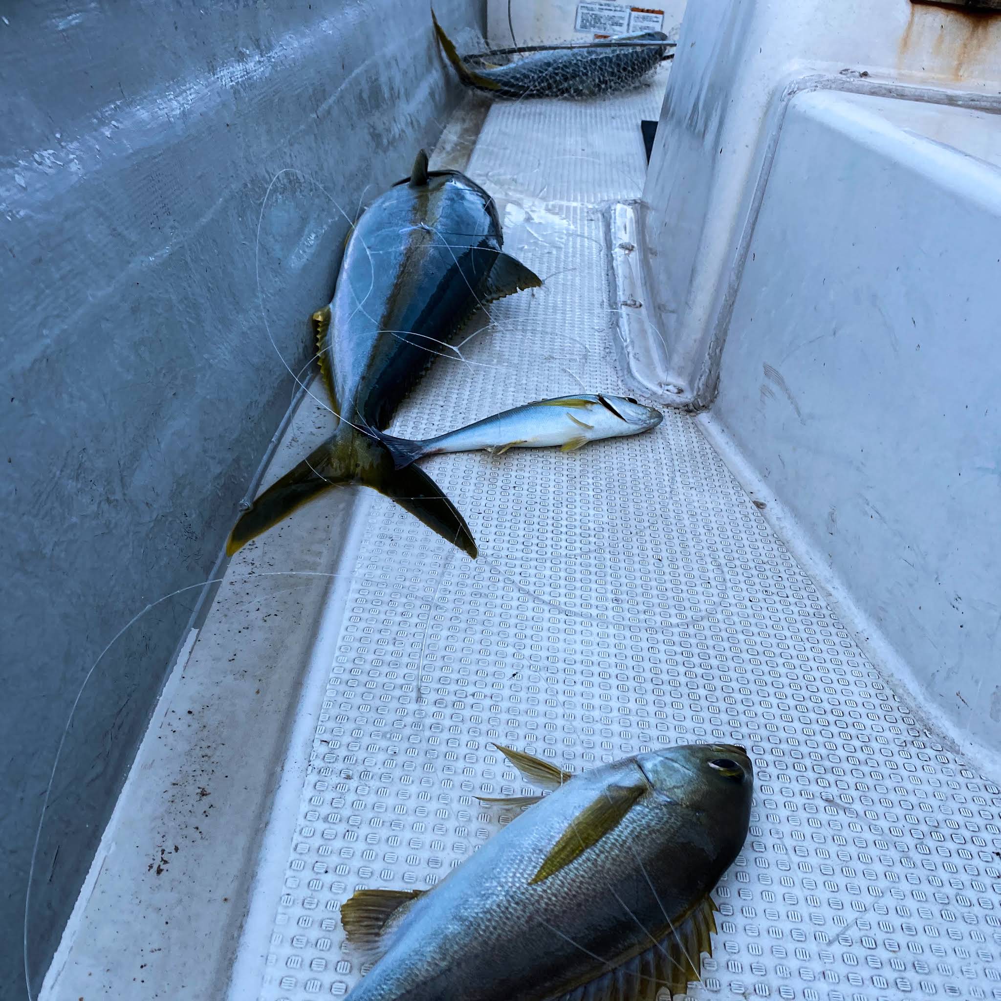 Post from まったり田舎での釣り / mattari inaka fishing
