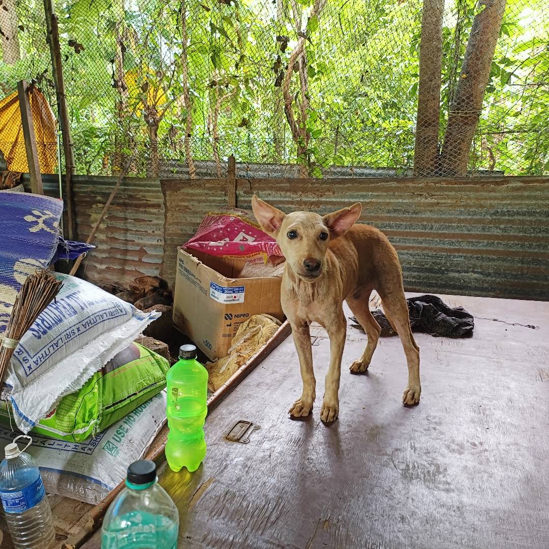 Post from Palakkadan changathi