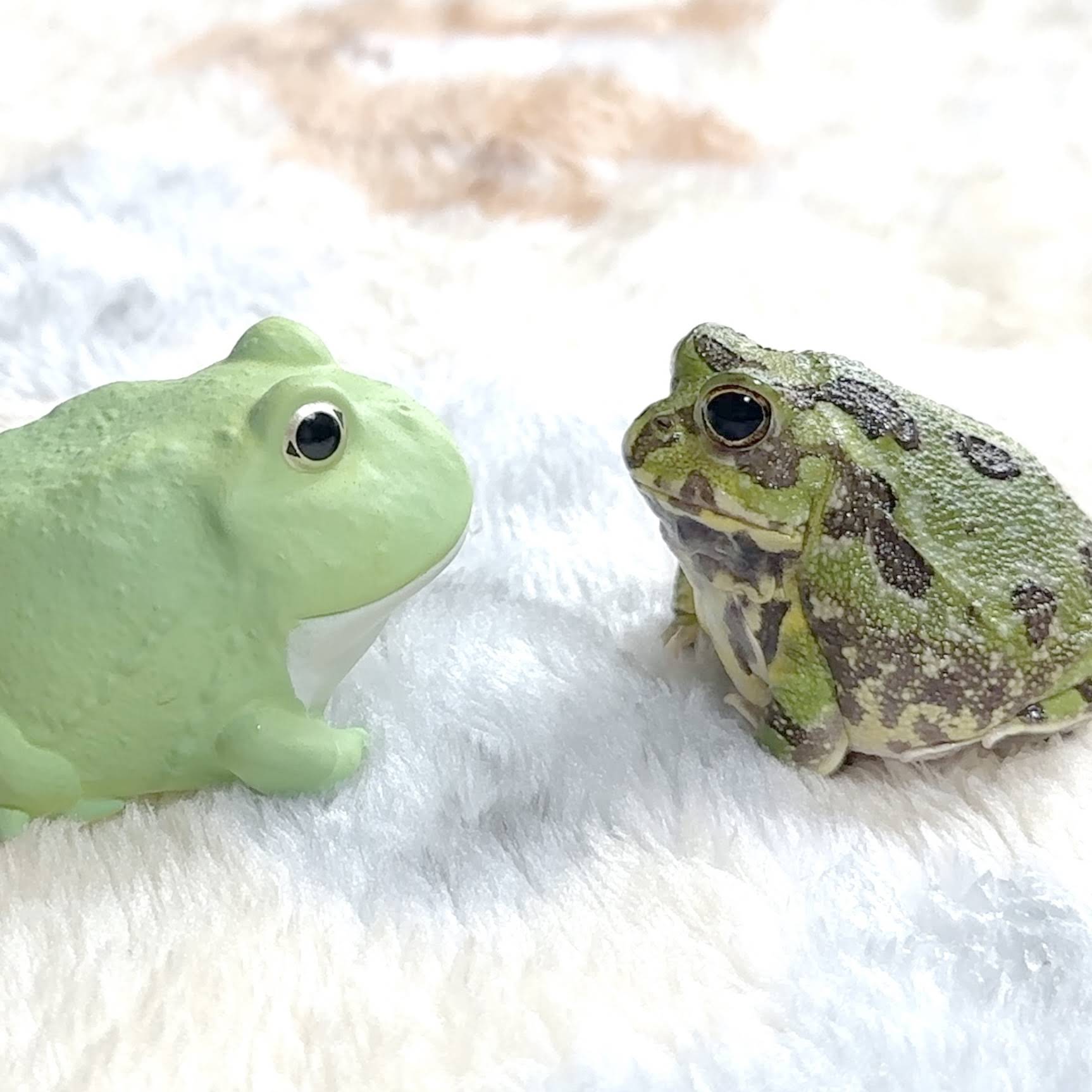 Post from Frog Pamper Moony Plus
