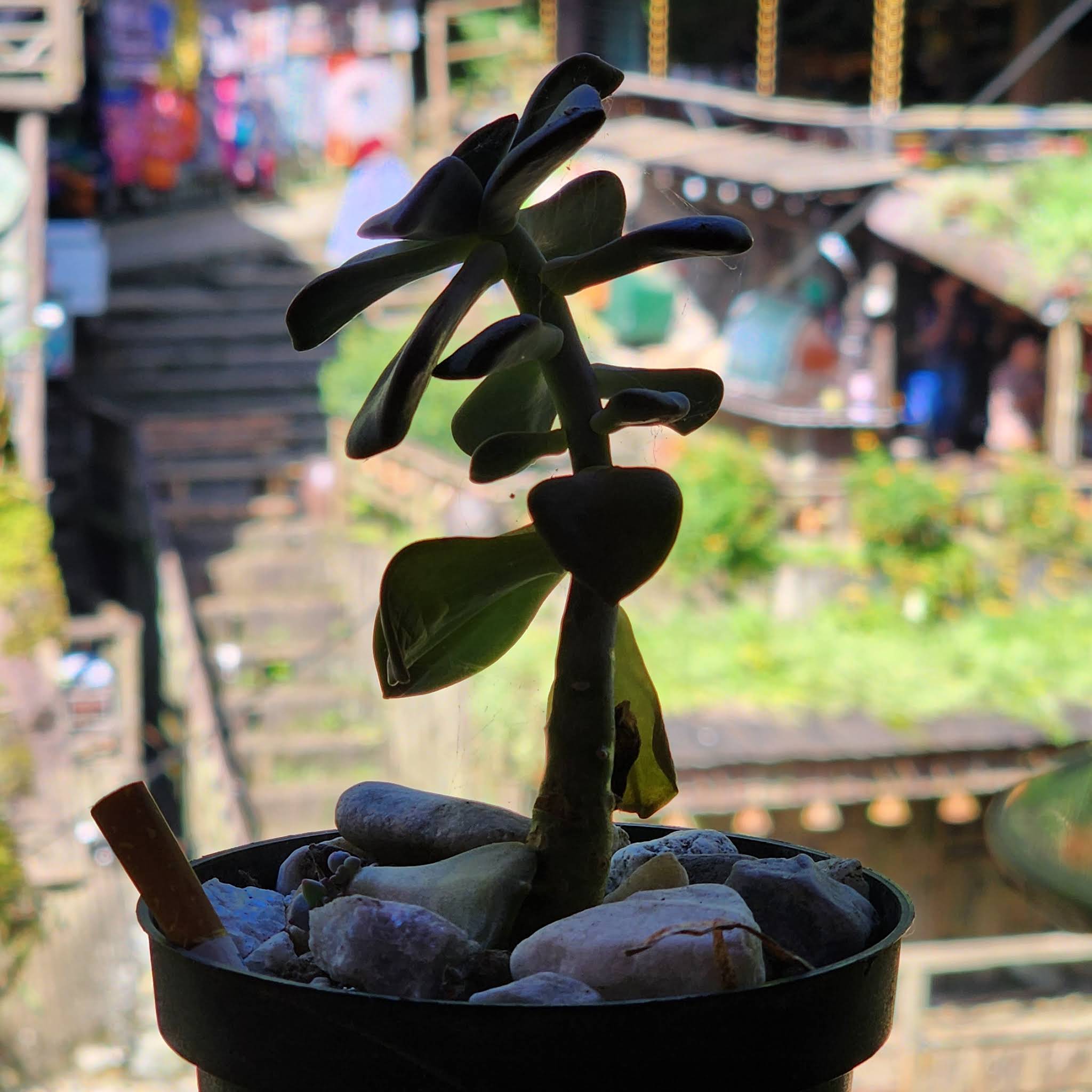 Post from Ana's bushcraft