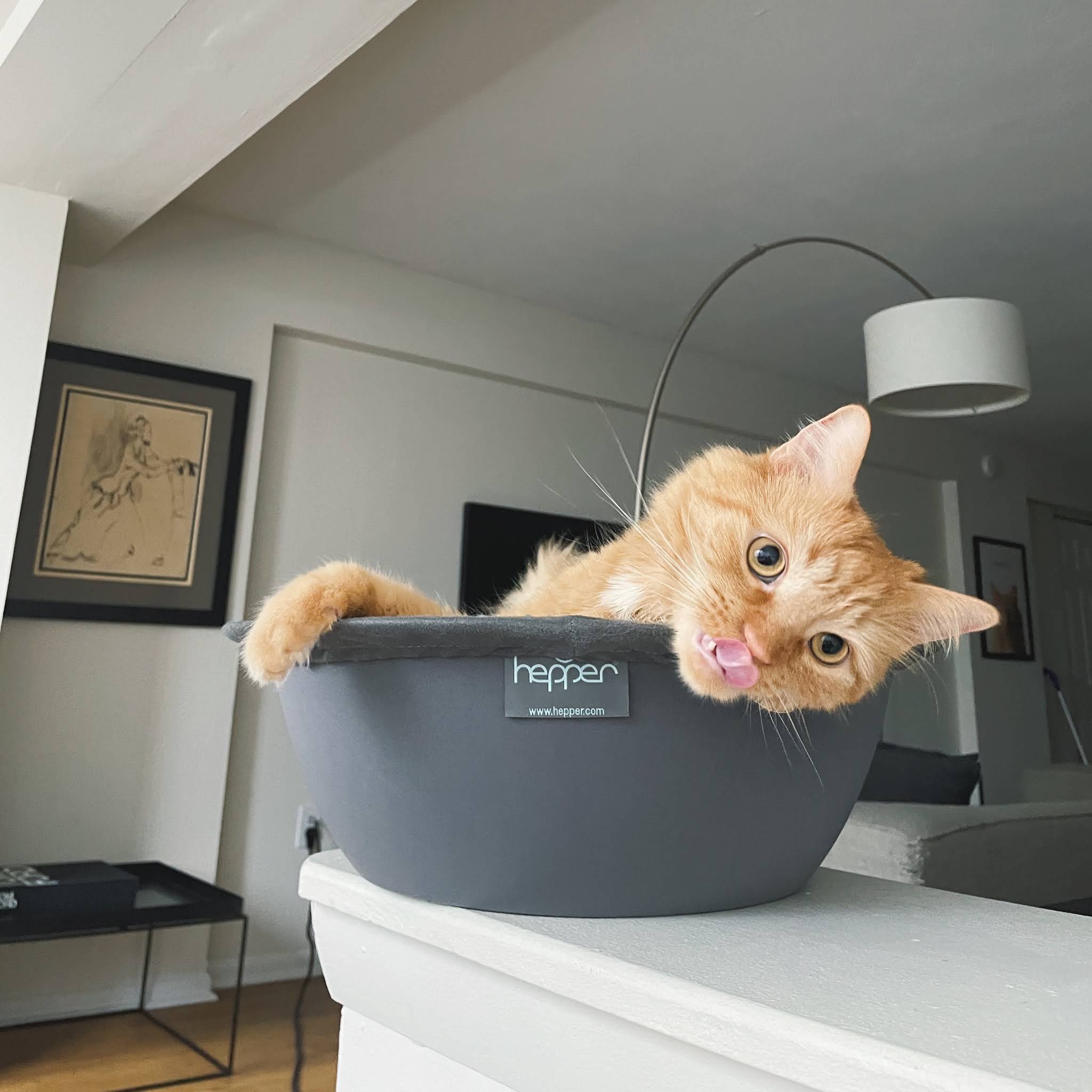 Post from Oh Charlie Cat