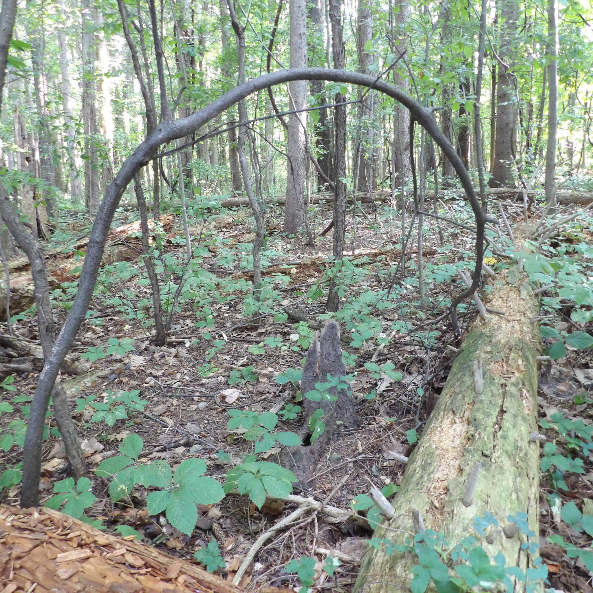 Post from Debra Mosley ~ Upstate, N.Y. Sabe