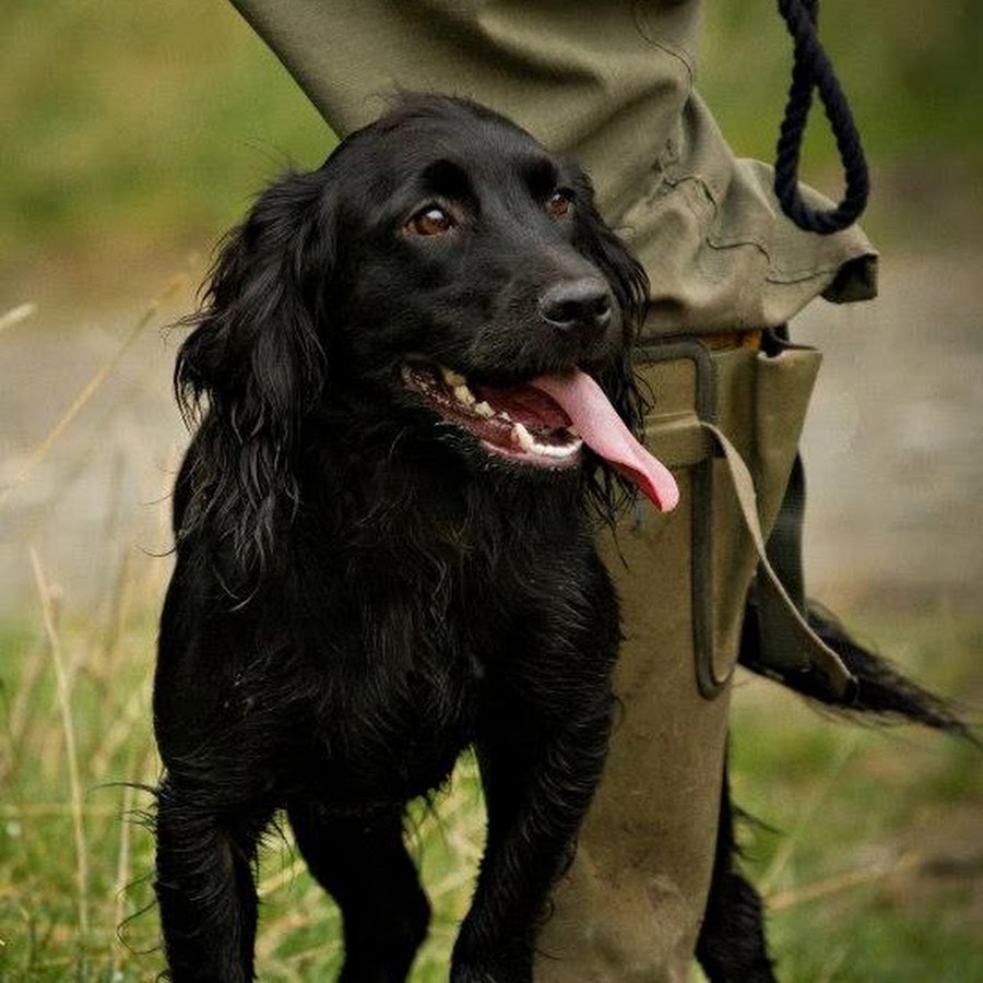 Working Gundogs - YouTube