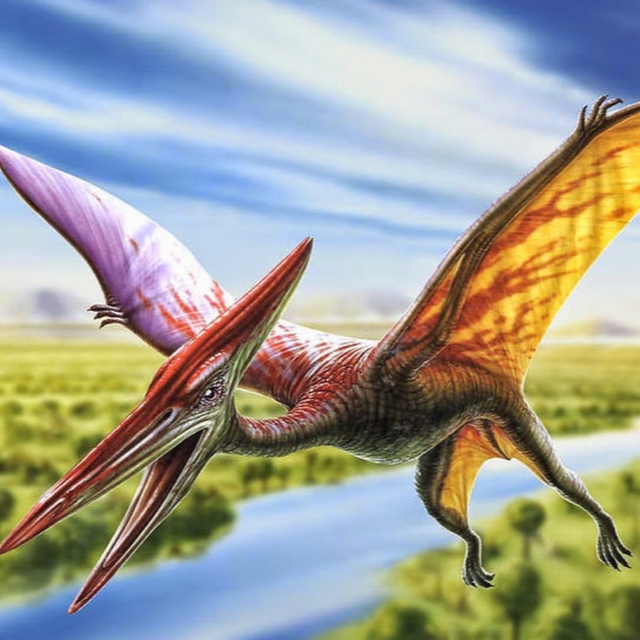 Taradactle Territory - YouTube