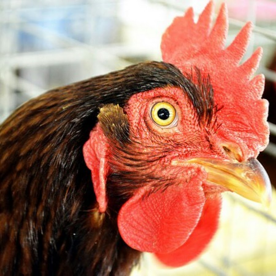 Murder Chicken - YouTube