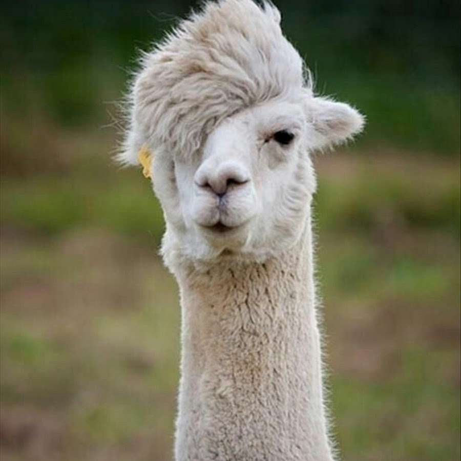 Derpy the Emo llama - YouTube