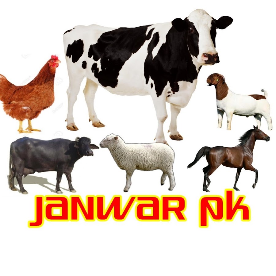 Janwar Pk - YouTube