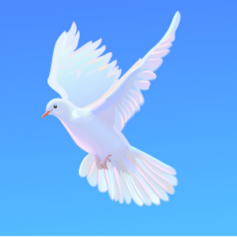 인천비둘기 - YouTube