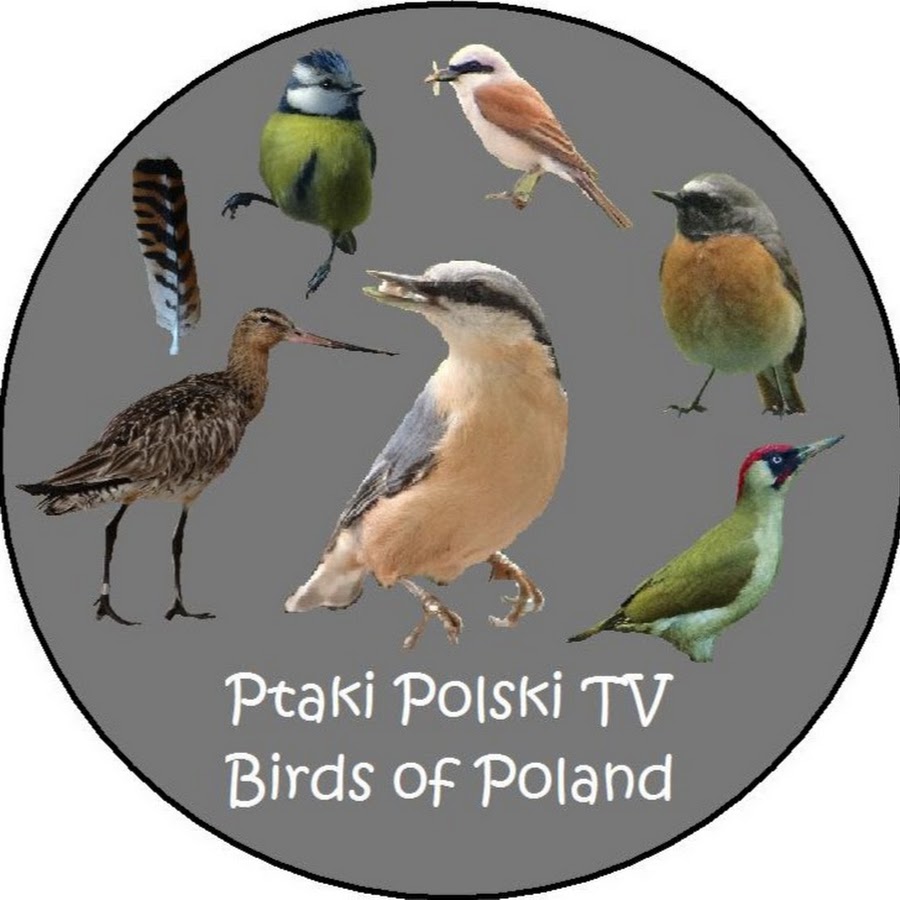 Birds of Poland TV - YouTube