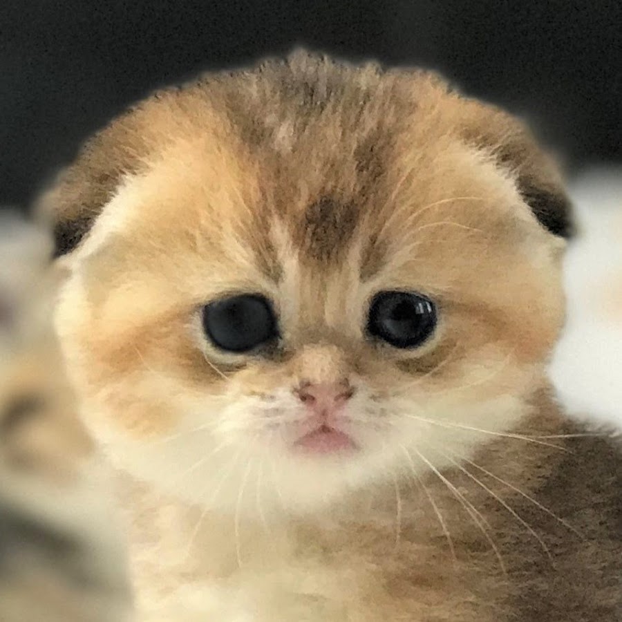 Adorable Kittens - YouTube