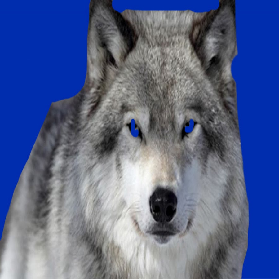 wolf gamer - YouTube