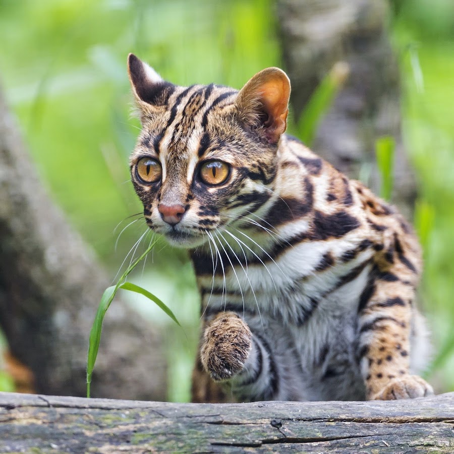Black Ocelot - YouTube