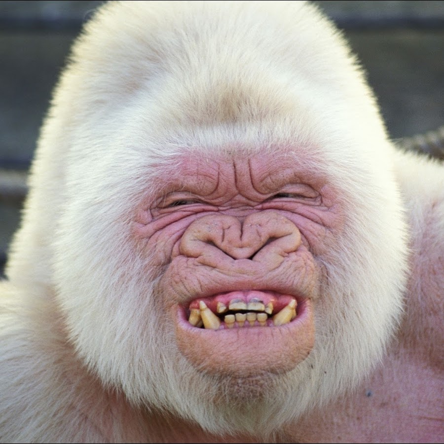 HONKEY KONG - YouTube