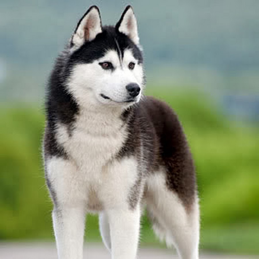 Sibiro haskis - YouTube