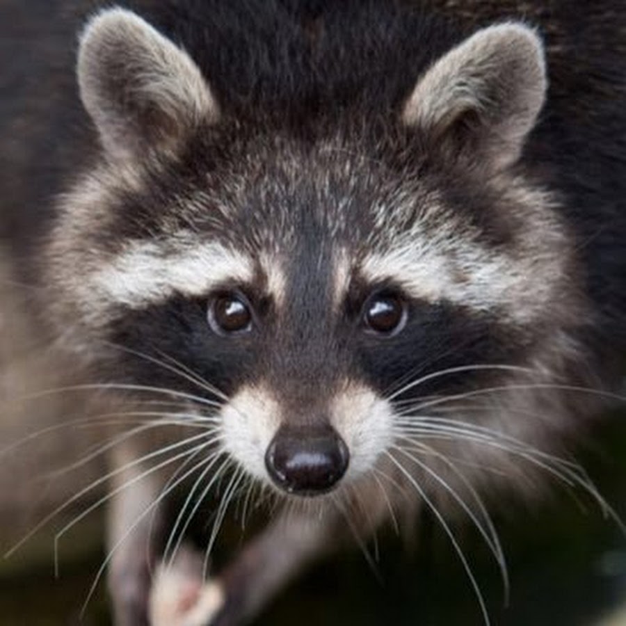 Racon King - YouTube