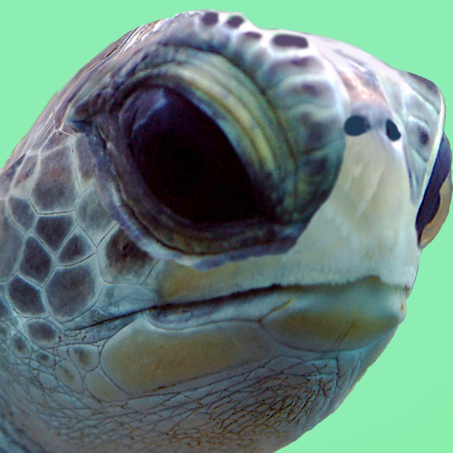 Awkward Turtle - YouTube