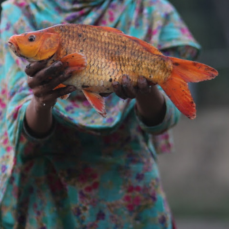 Desi Fish&Fishing Video - YouTube