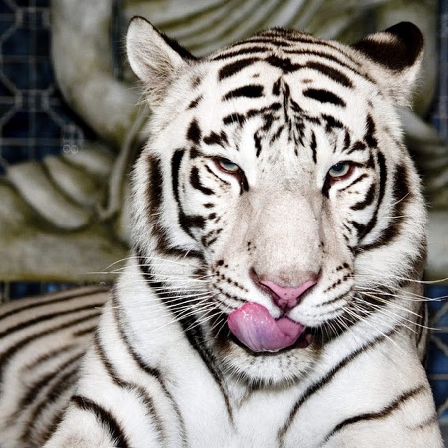 White Tigress - YouTube