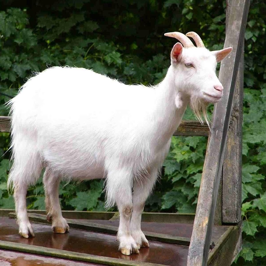 Le Flying Goat - YouTube