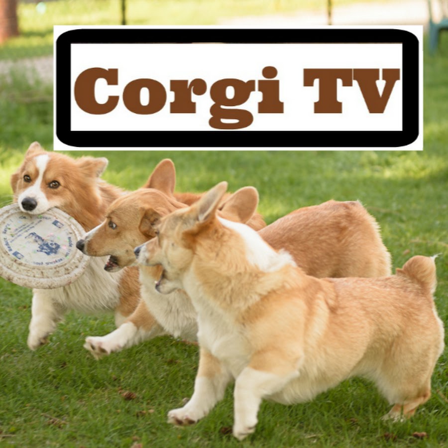 Corgi TV - YouTube